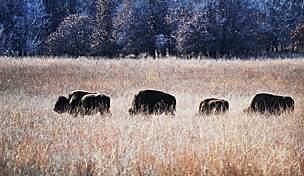 Osage Prairie Trail | Oklahoma Trails | TrailLink.com