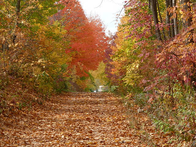 Bugline Trail Photos | TrailLink